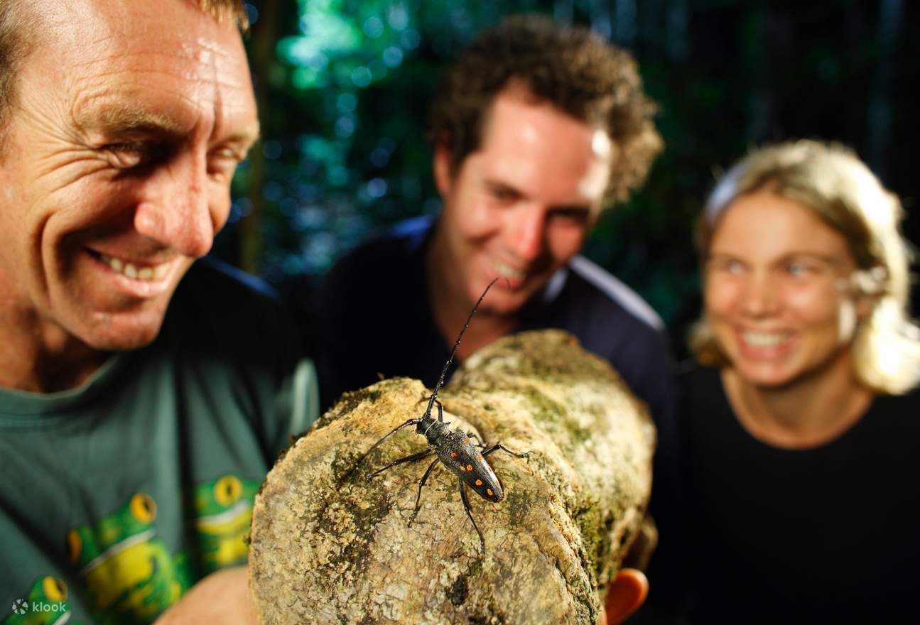 Cairns Jungle Adventures Night Walks Tour - Klook United Kingdom