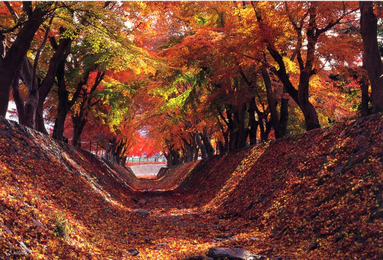 Tour di un giorno al Parco Arakurayama, raccolta di frutta di stagione ...