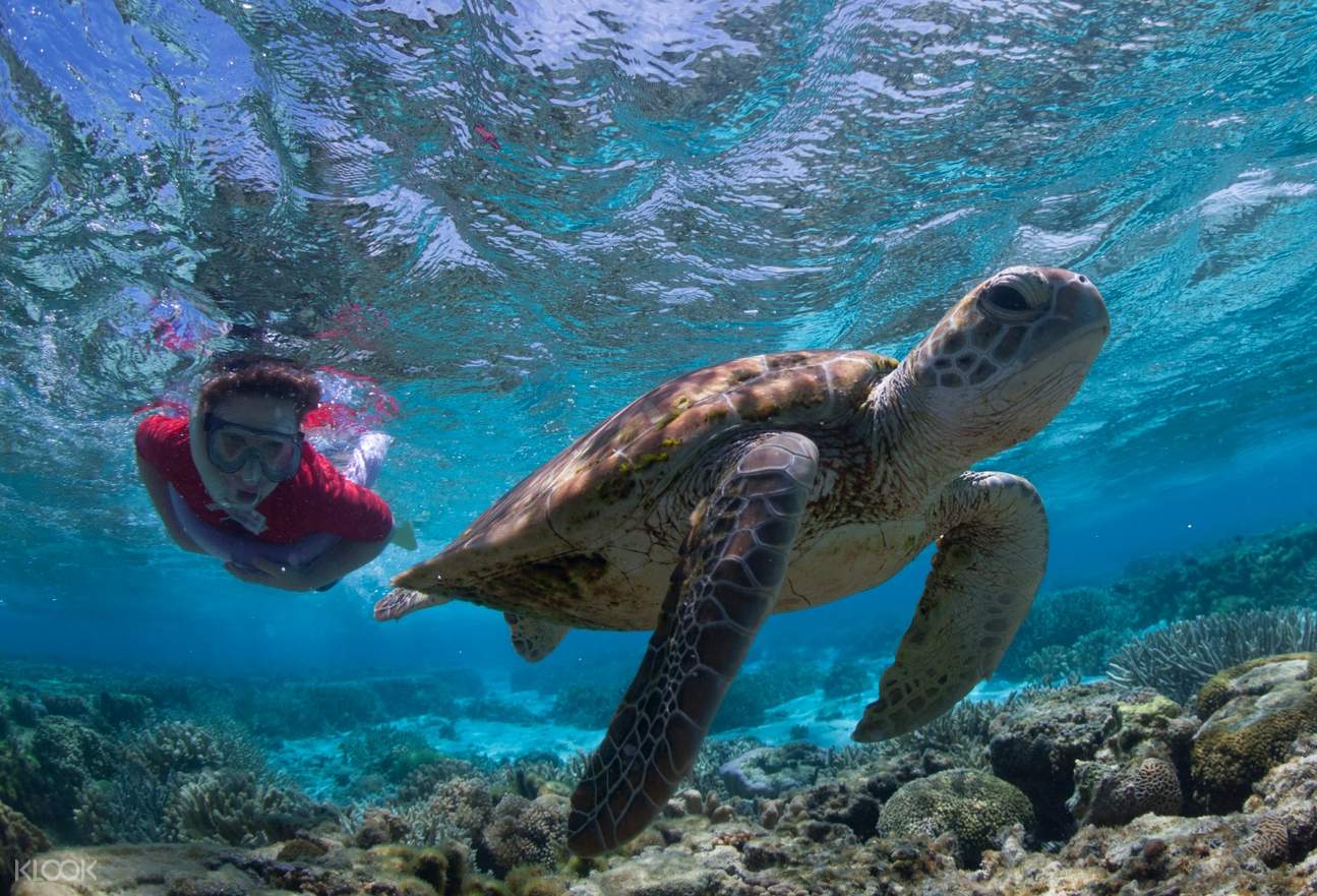Lady Elliot Island Great Barrier Reef Tour from Gold Coast - Klook Canada