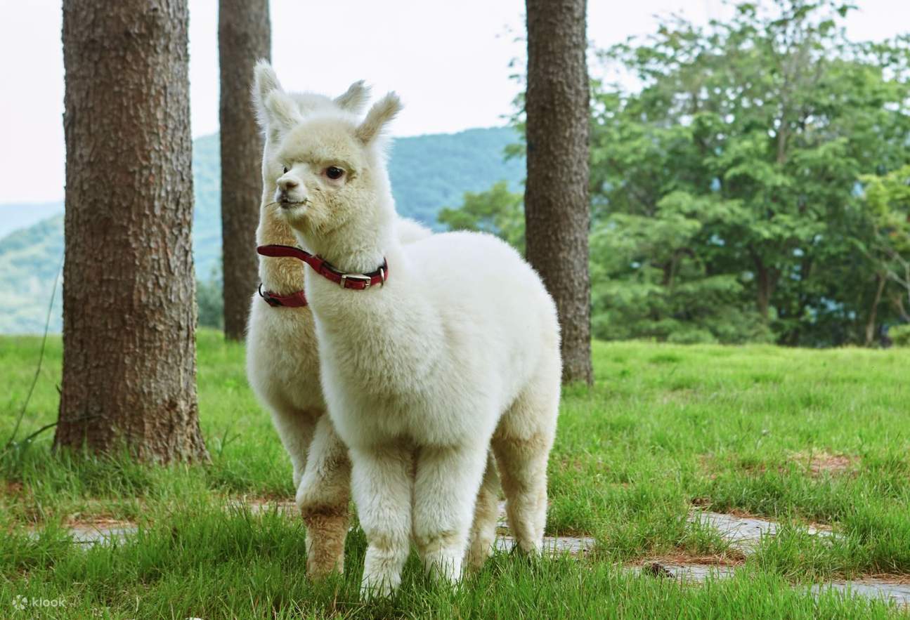 Nami Island, Alpaca Pasture & The Garden of Morning Calm Tour - Klook ...