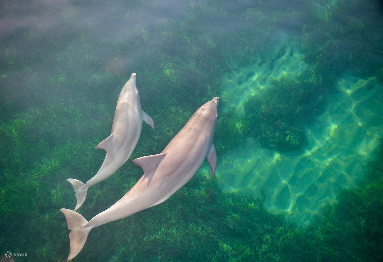 Temptation Dolphin Cruise in Glenelg from Adelaide - Klook Australia