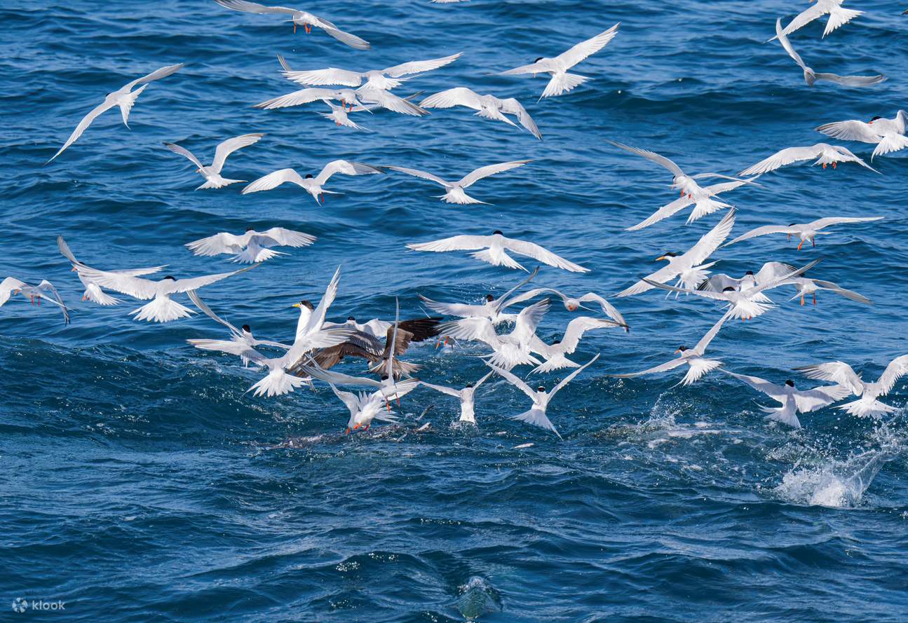 Penghu North Sea Mudou Island Half Day Tour (Depart from Chihkan Wharf ...