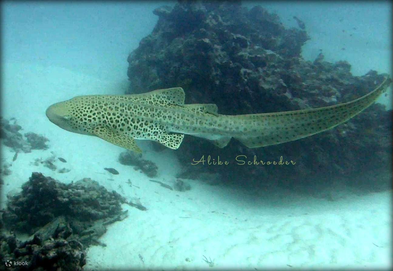 Dive into Adventure: Pacific Harbour Soft Coral & Wreck Dive with PADI ...