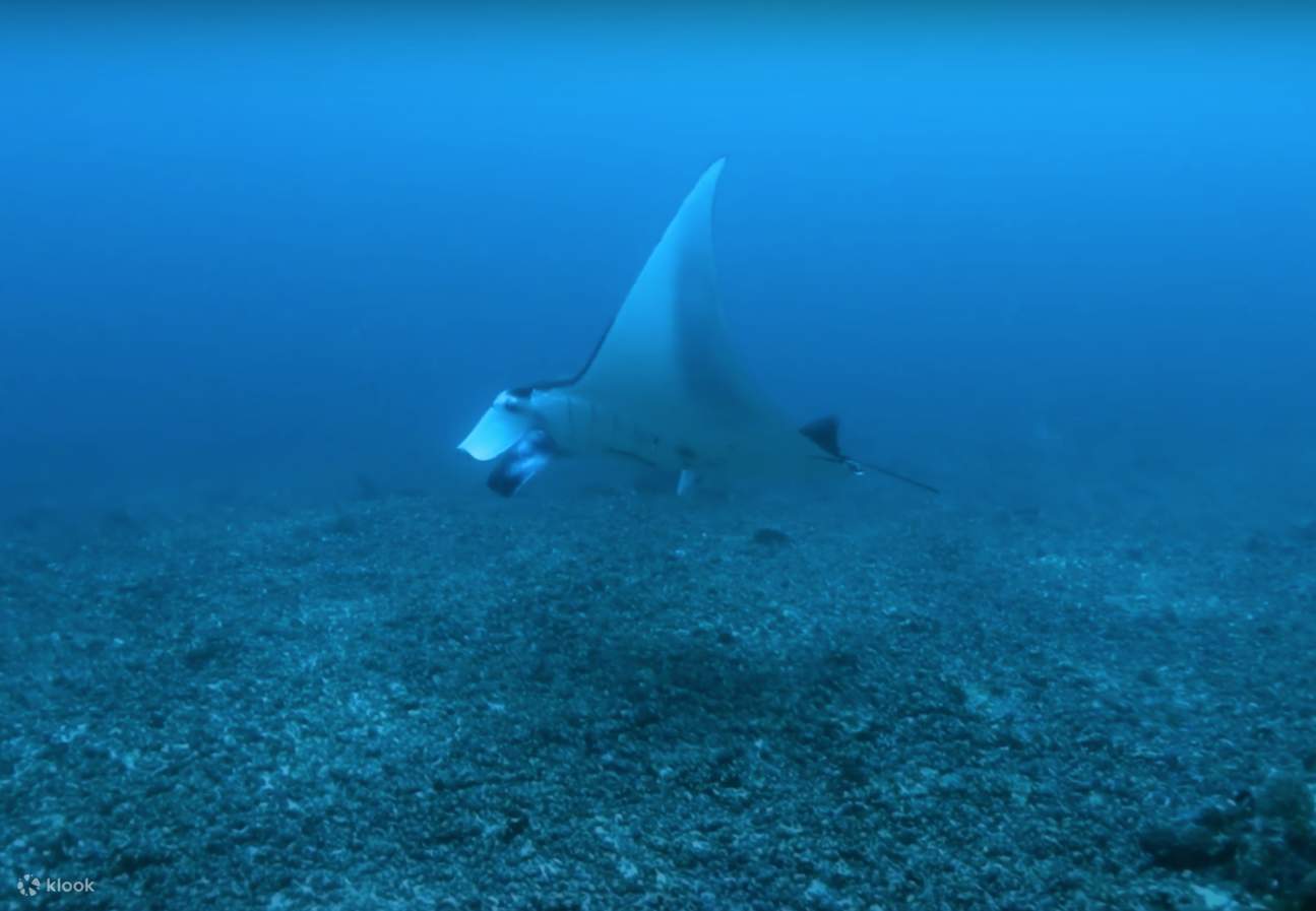 Scuba Diving in Komodo National Park with Maika Diving - Klook Philippines