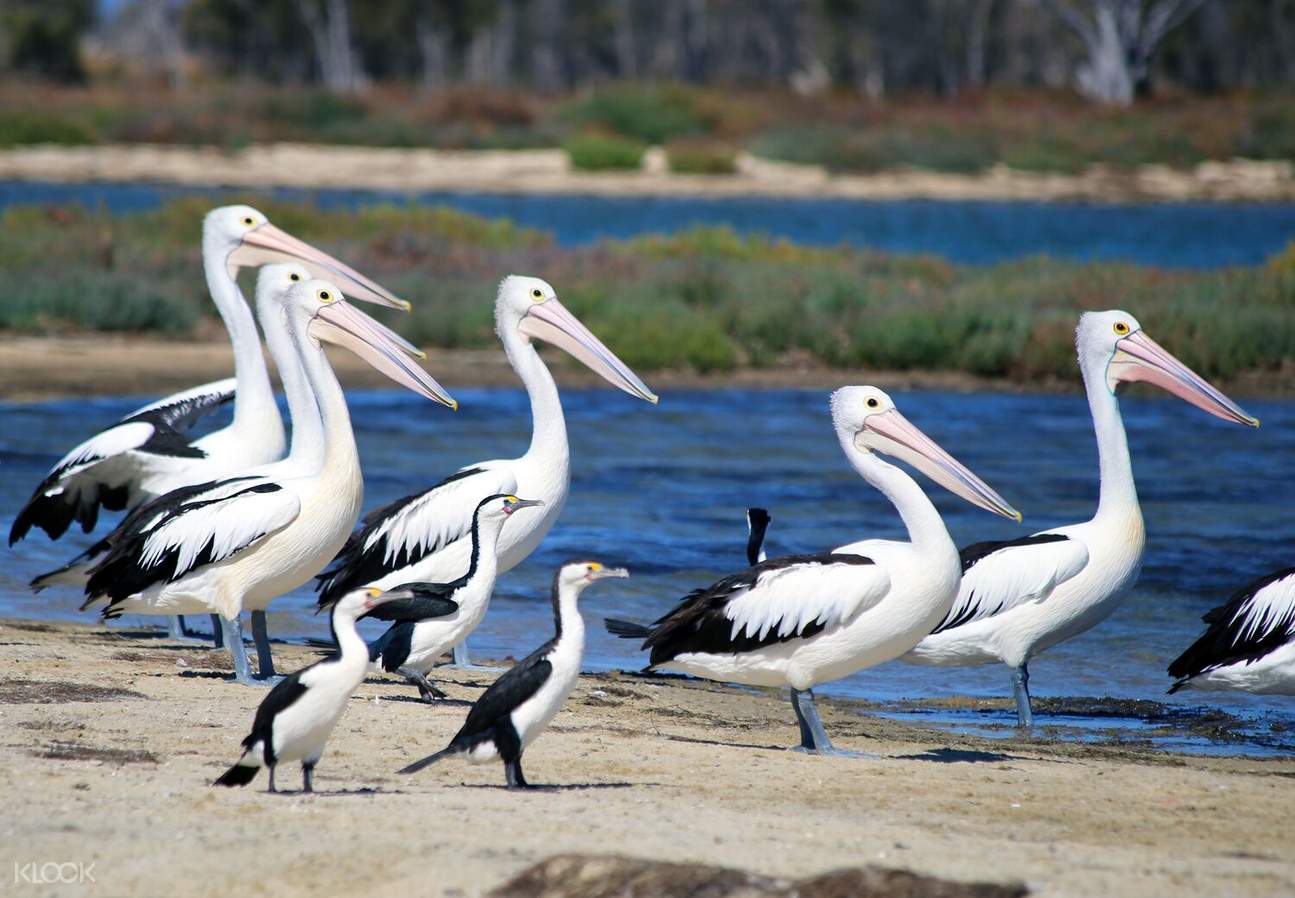 Mandurah Dolphin & Scenic Canal Cruise from Perth