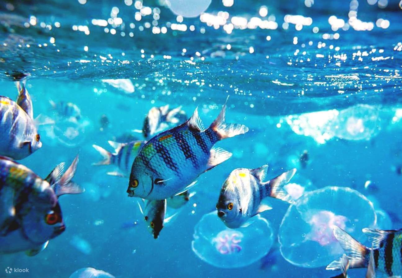 Discover the Beauty of Magawish Island: Boat Trip from Hurghada with ...
