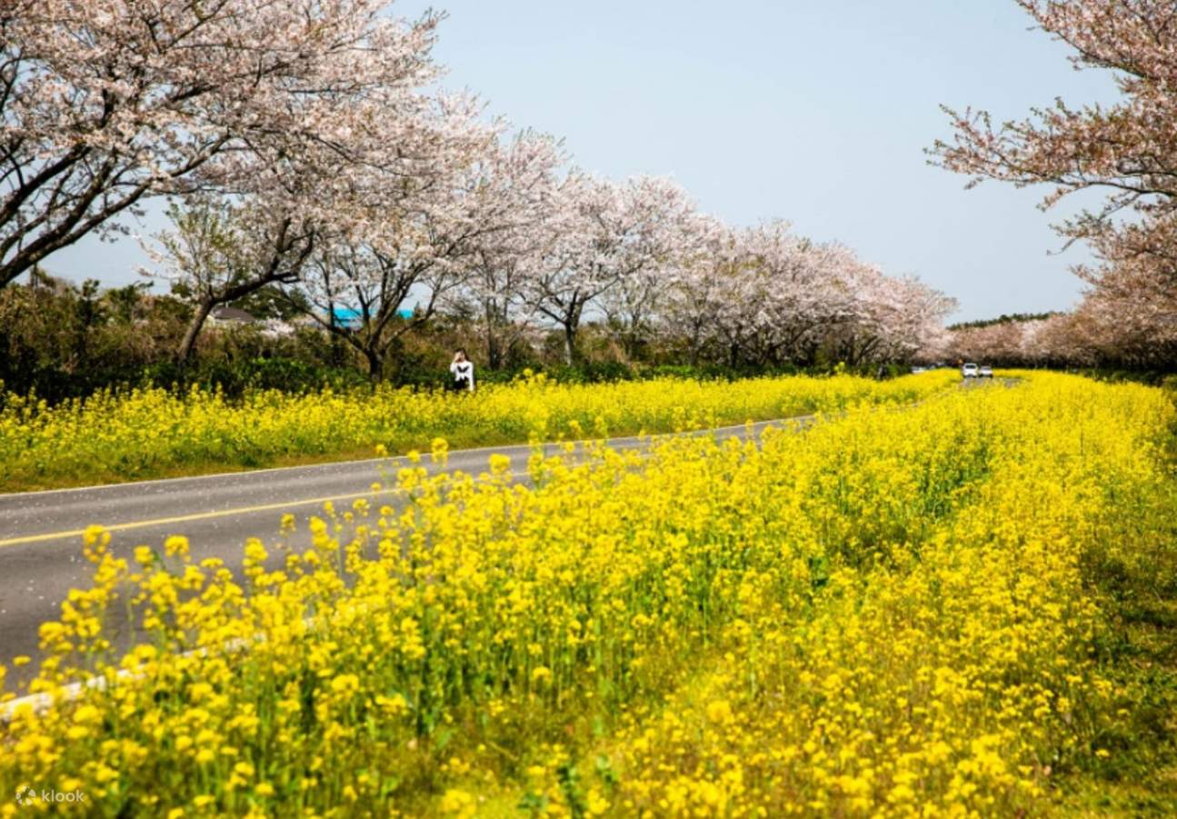 Jeju Spring Blossom Tour | Instagrammable Photo Spots - Klook Australia