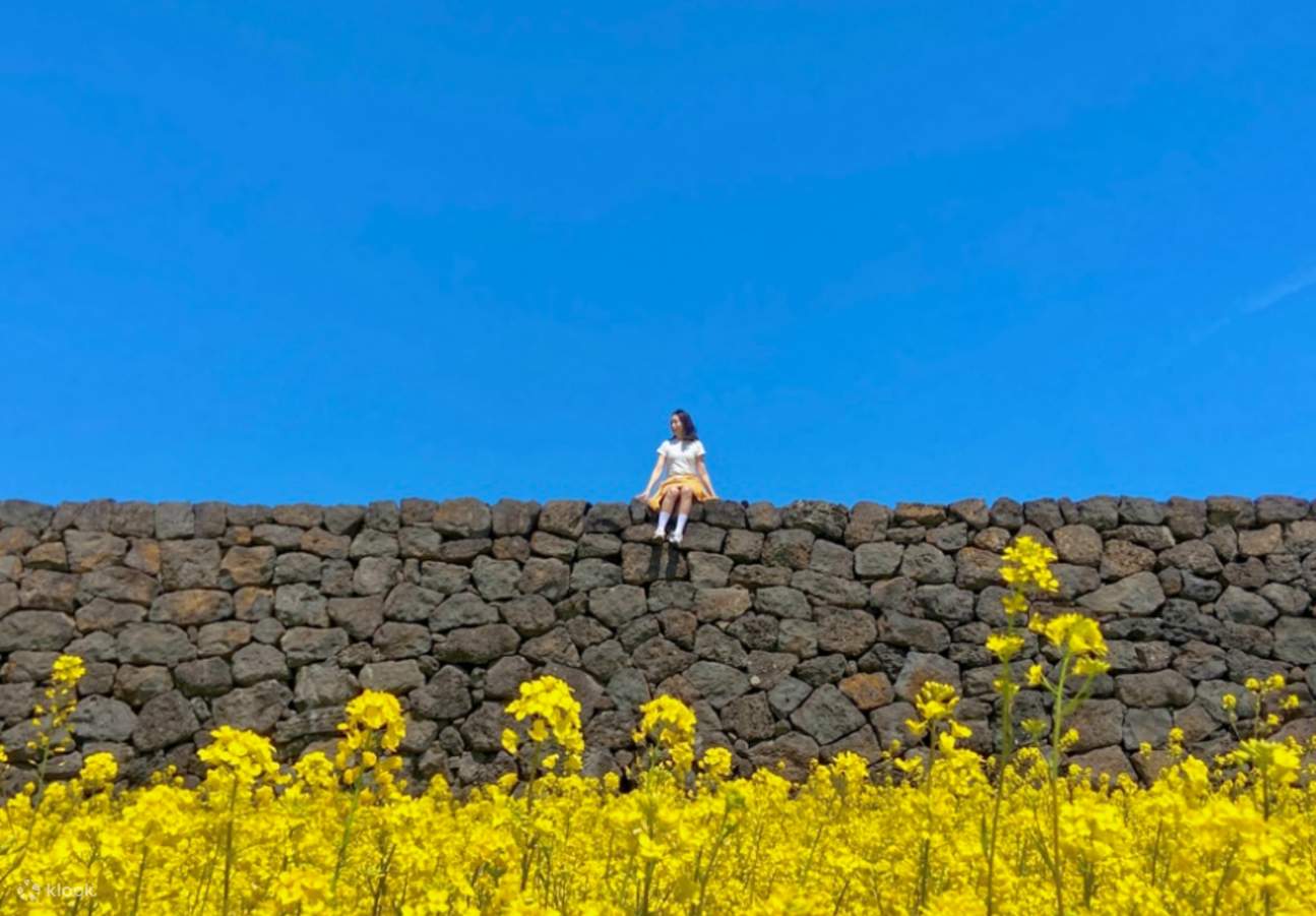 Jeju Spring Blossom Tour | Instagrammable Photo Spots - Klook