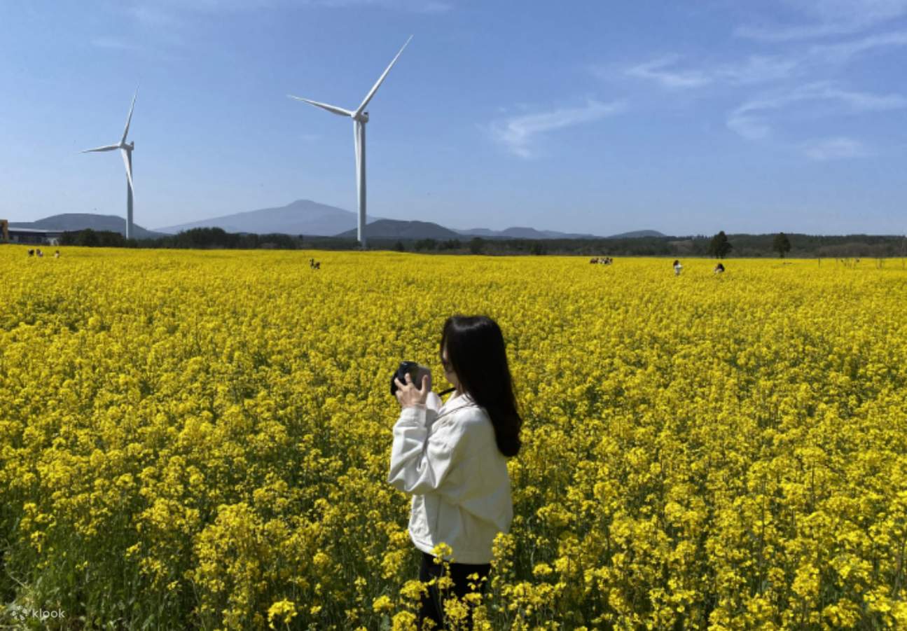 Jeju Spring Blossom Tour | Instagrammable Photo Spots - Klook Philippines