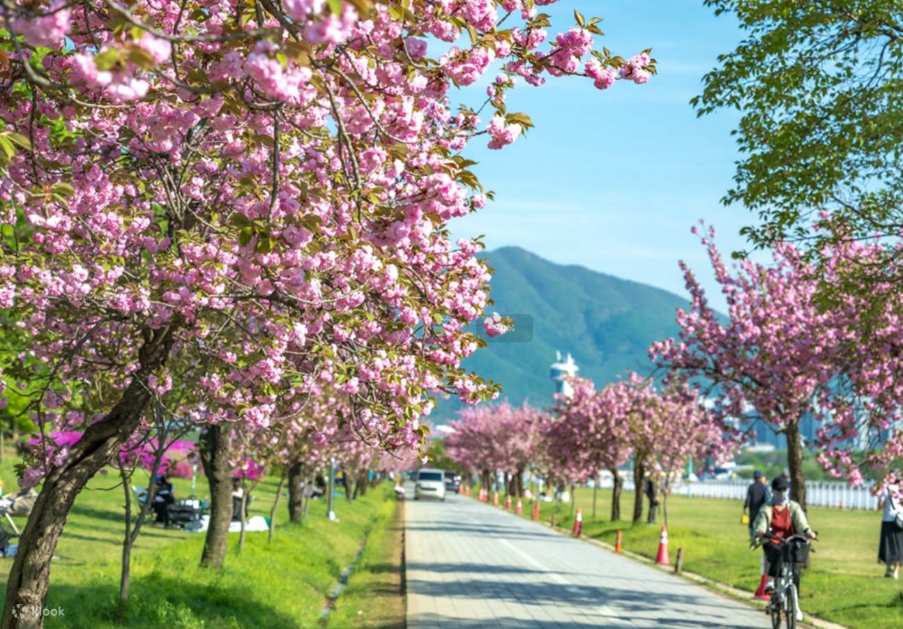 Eden Cherry Blossom & Nami Island & Alpaca World & Rail Bike Tour ...