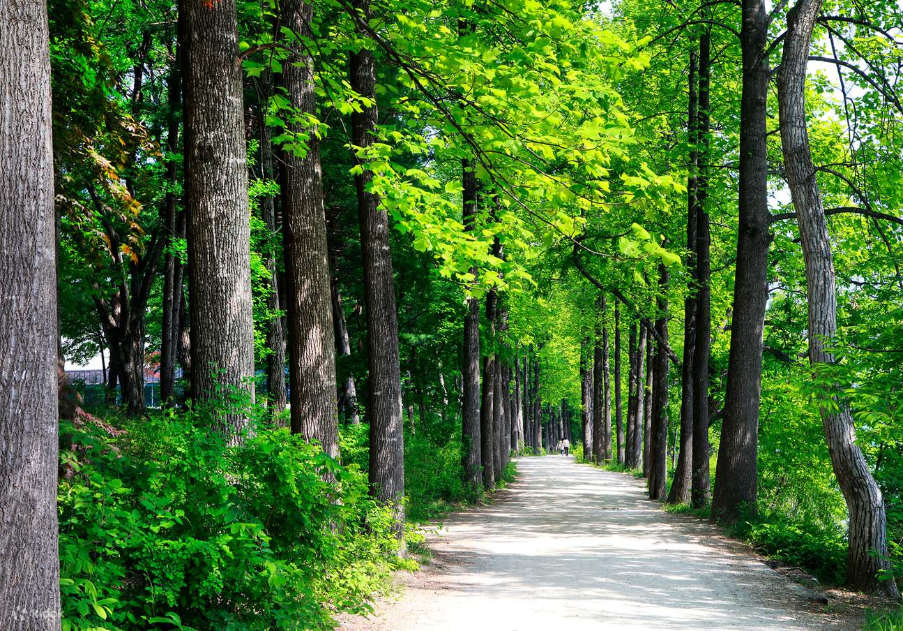 [Special Offer] Nami Island Admission with Restaurants & Activities - Klook