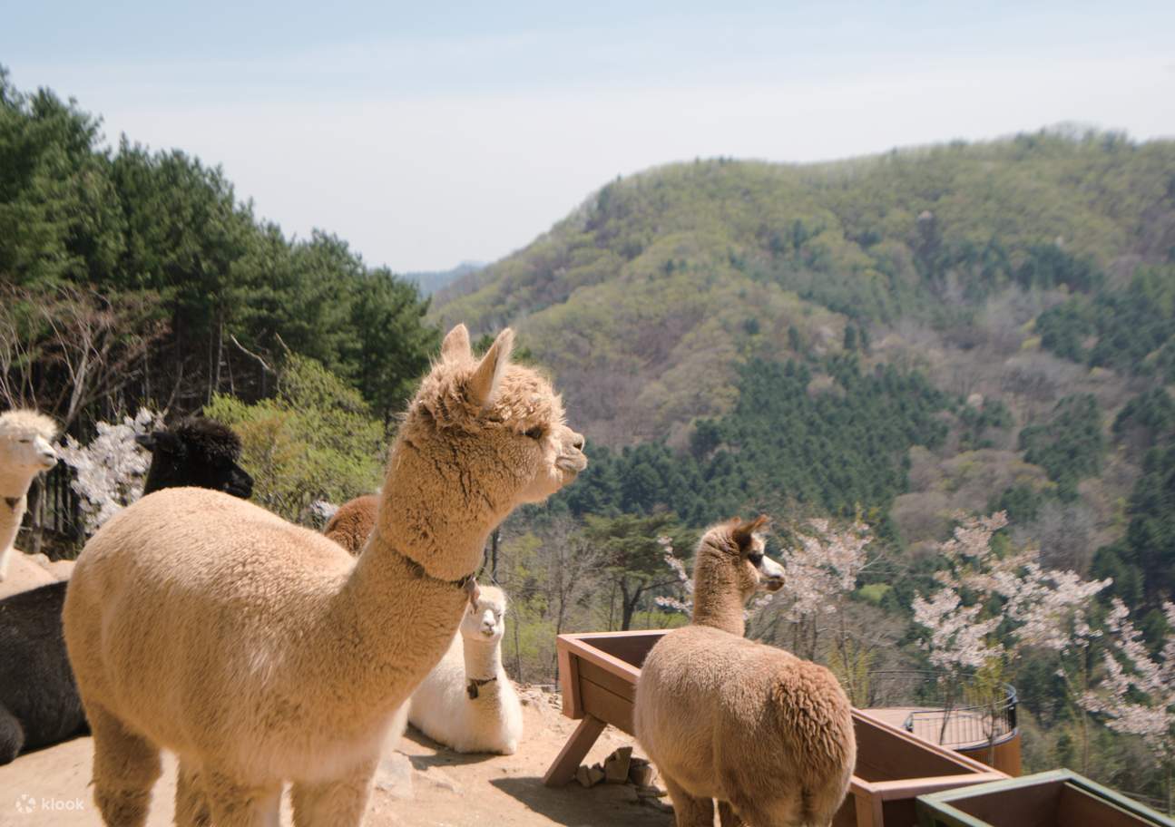 Nami Island & Nijimori Japan & Morning Calm & Railbike & Alpaca - Klook