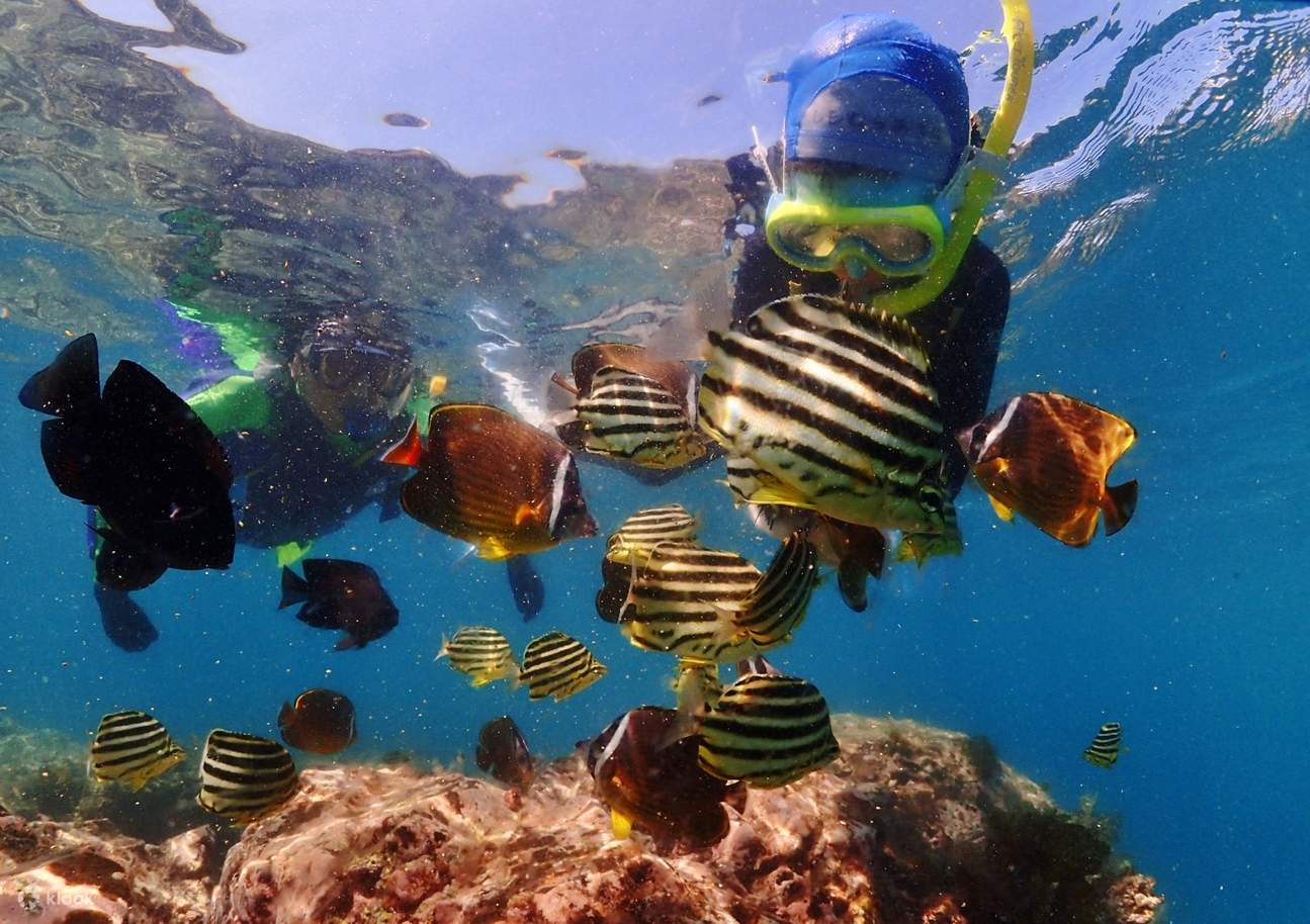 Boat Snorkeling Experience in Nobeoka, Miyazaki - Klook United States