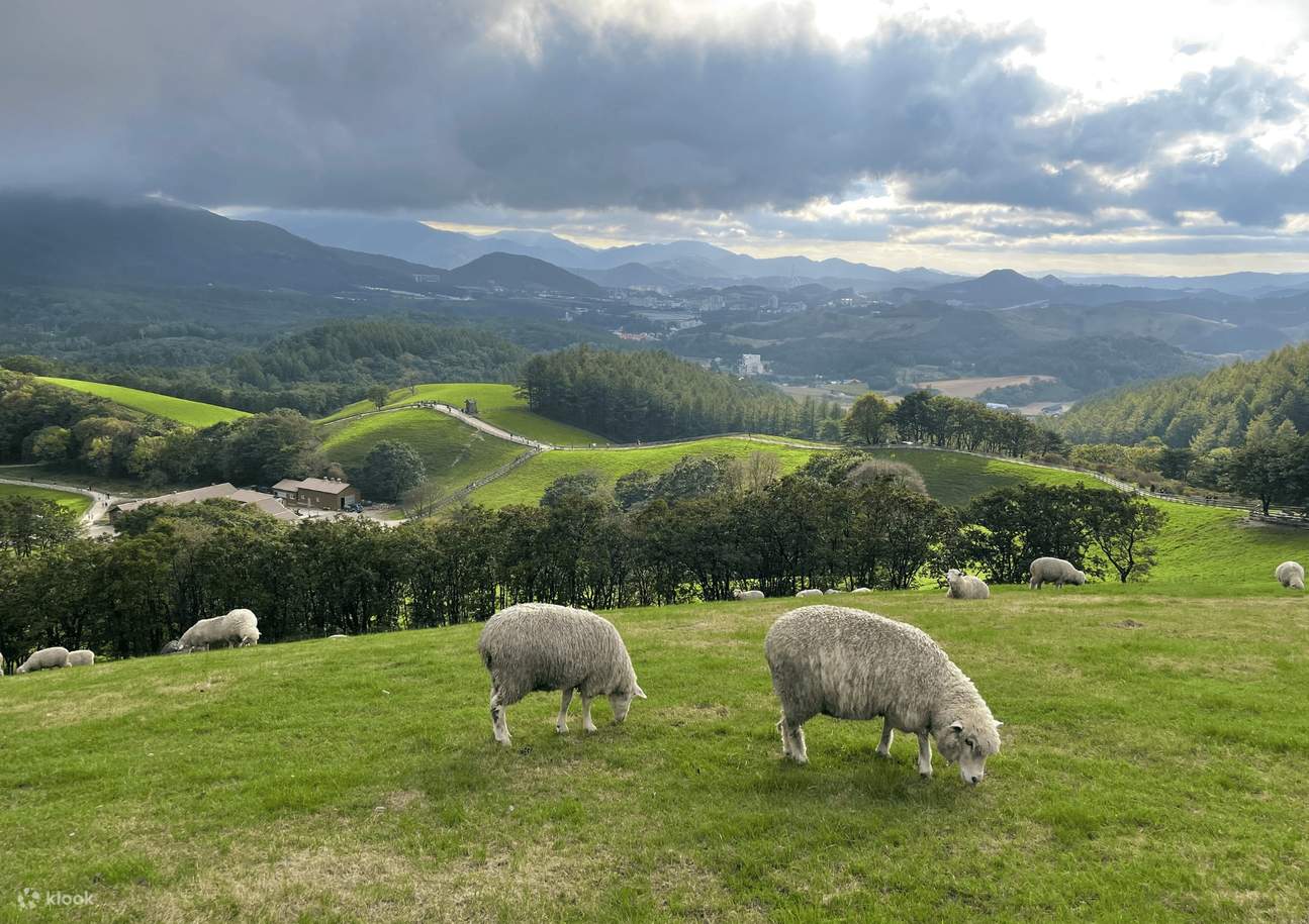 BTS Bus Spot & K-Drama Goblin Filming Spot & Naksansa & Sheep Farm - Klook