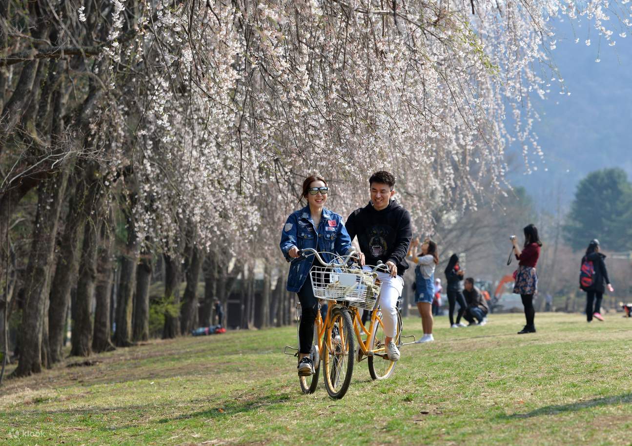 Nami Island, Petite France, and Garden of Morning Calm Day Trip - Klook