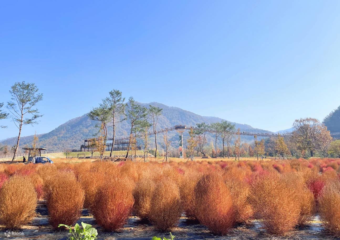 Pocheon 1-Day Tour: Y-Shaped Suspension Bridge & Herb Island - Klook India