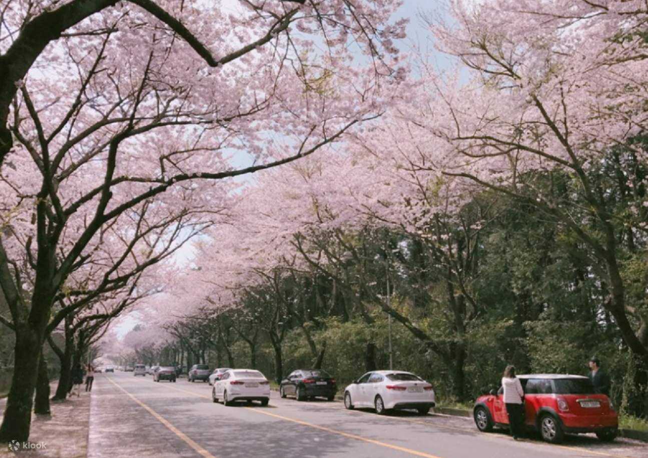 Jeju Day Tour Package Featuring Four Major Seasonal Flowers - Klook ...