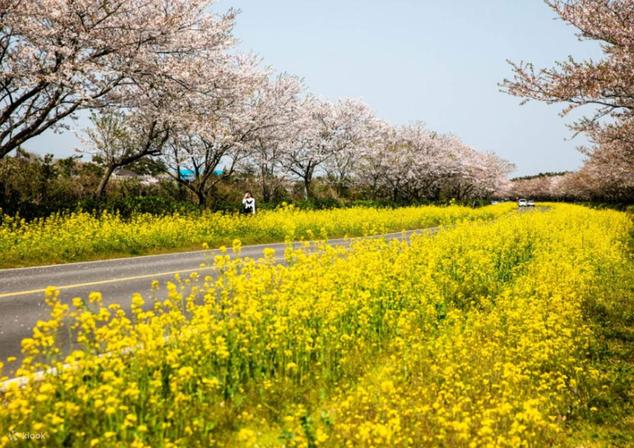 Jeju Day Tour Package Featuring Four Major Seasonal Flowers - Klook