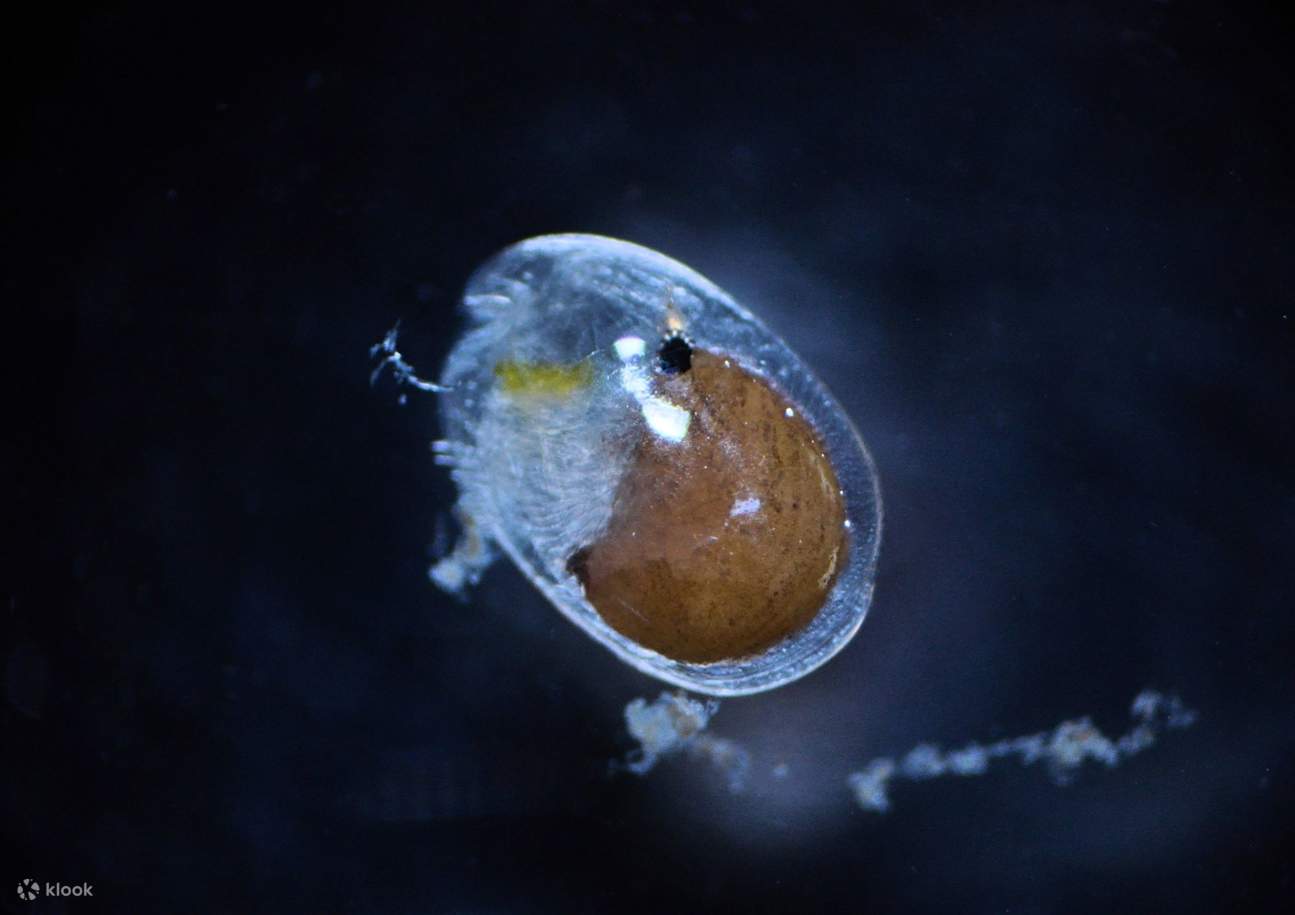 Discover the Beauty of Sea Fireflies at Chiba Kujiranomori - Klook