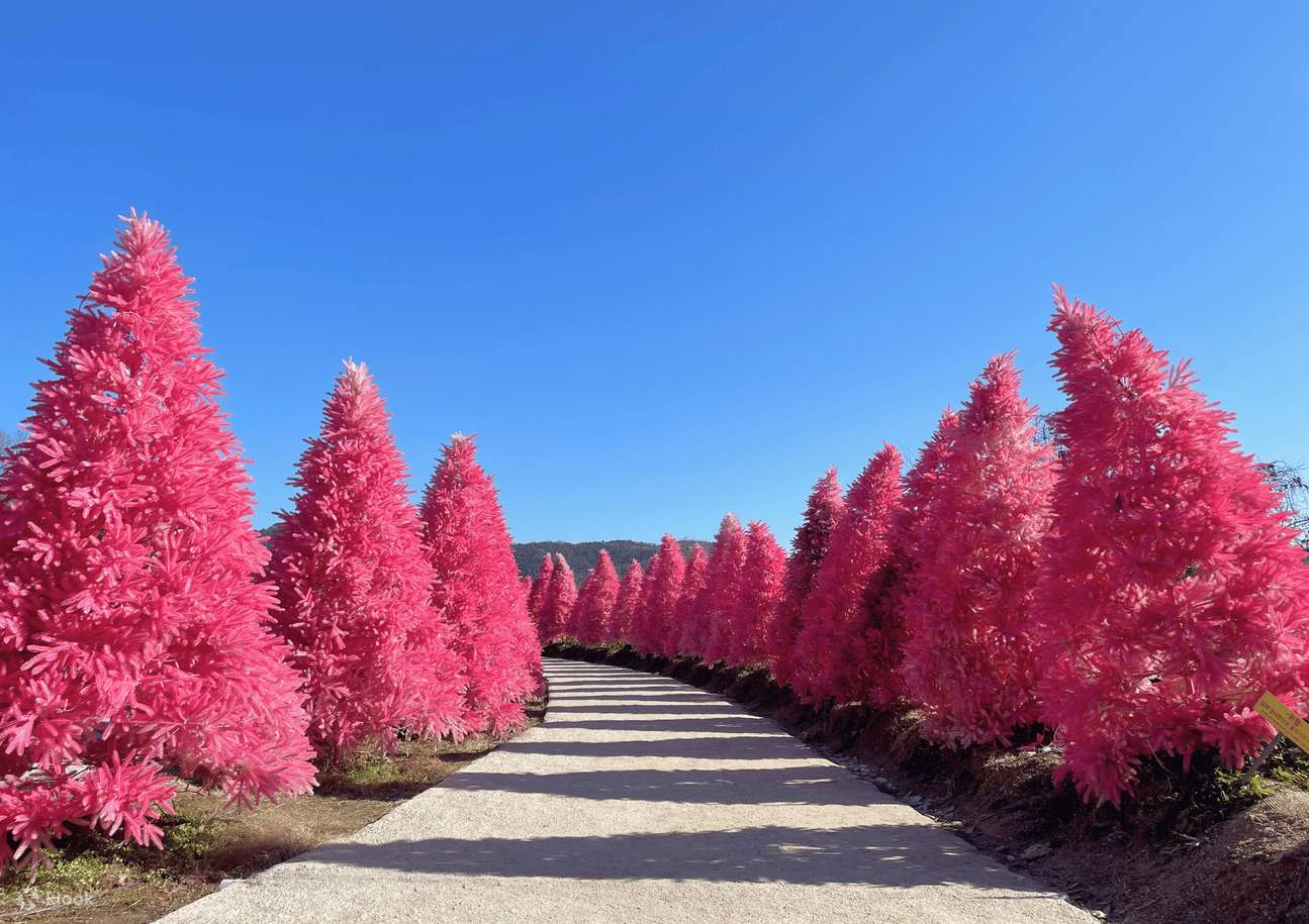 Pocheon 1-Day Tour: Y-Shaped Suspension Bridge & Herb Island - Klook ...