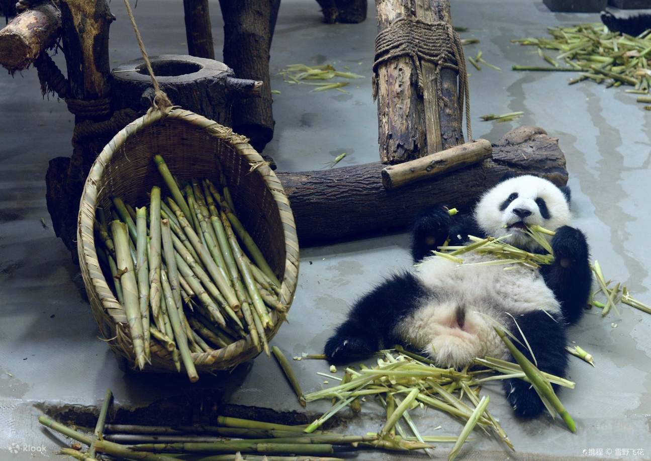 Chengdu Research Base of Giant Panda Breeding Half-Day Tour + Chinese ...