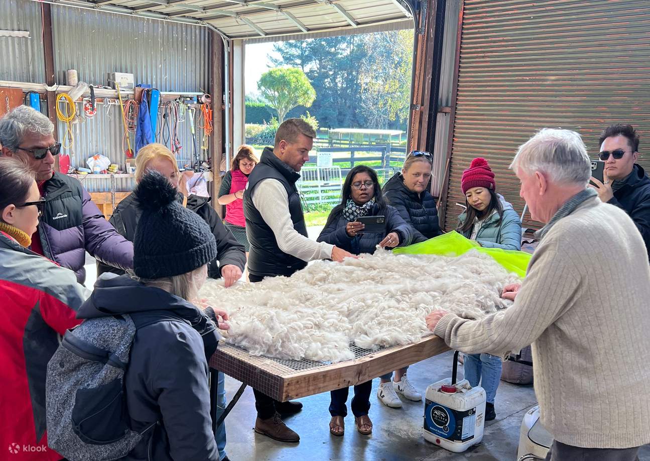 Alpaca Farm Tour - Silverstream Alpaca - Kaiapoi - Klook