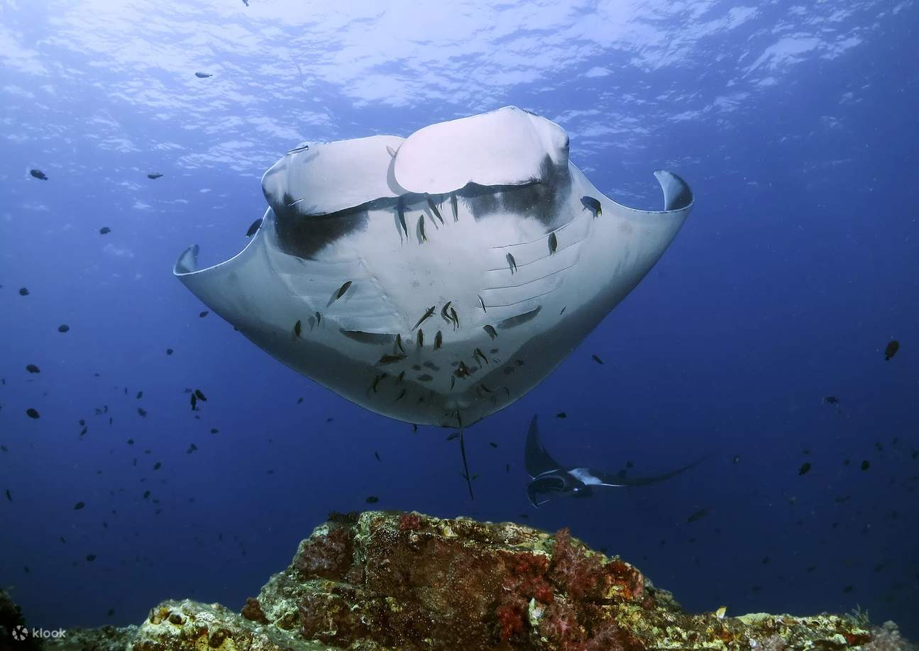 Experience a Full-Day Fun Dive at Hin Daeng & Hin Muang with PADI 5 ...