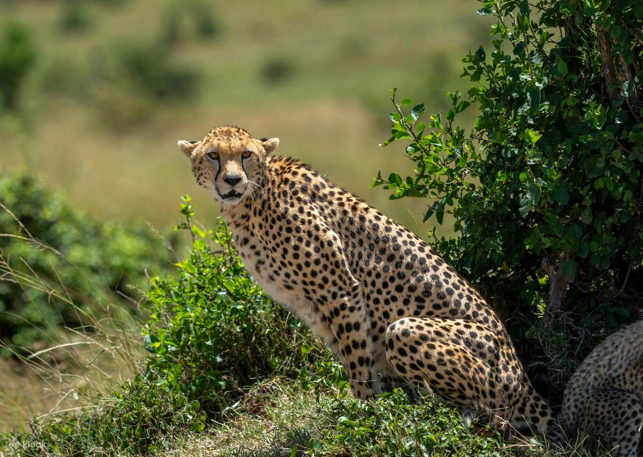 3-Day Maasai Mara Safari Adventure – Wildlife, Culture & Luxury - Klook ...