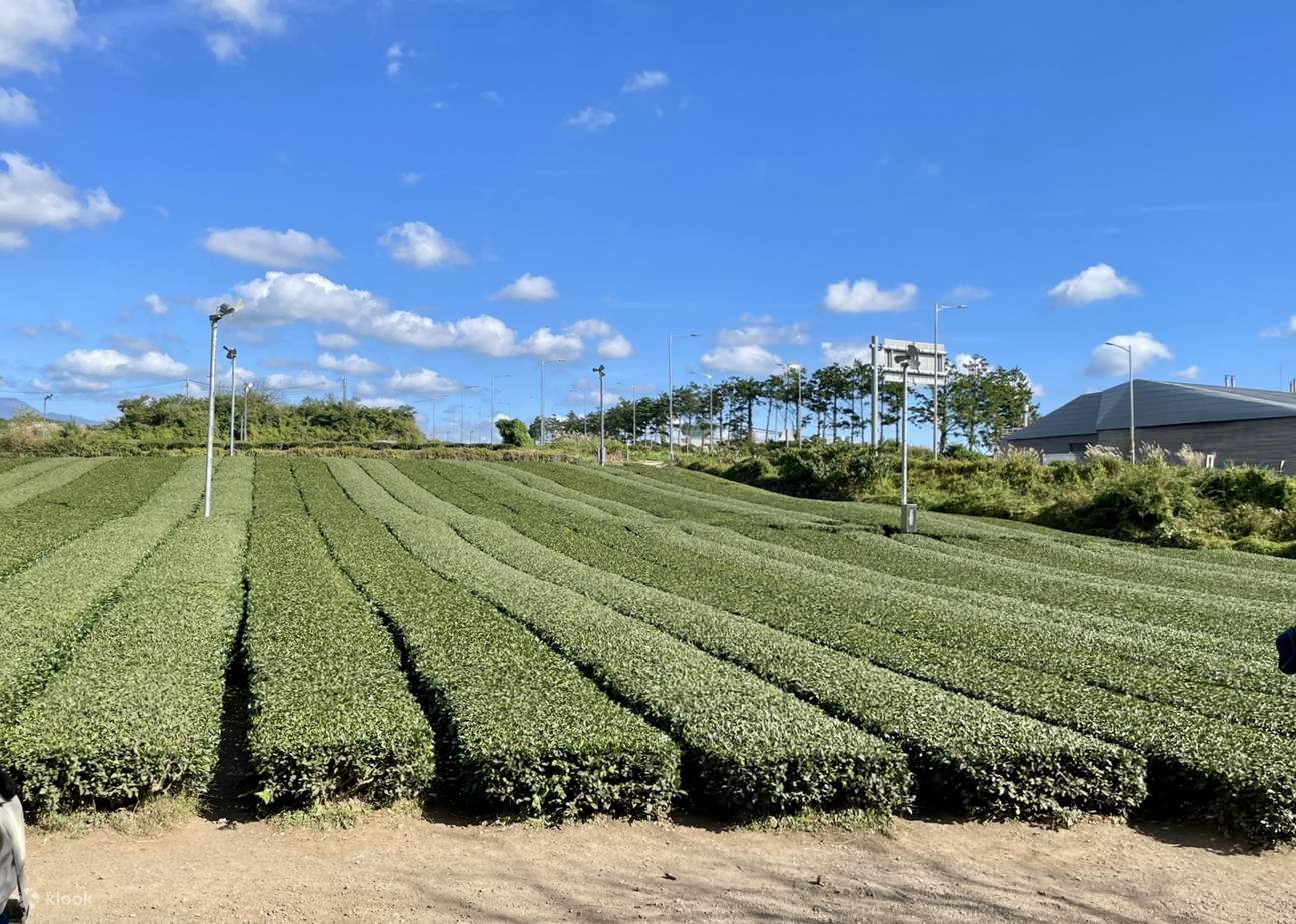 Western Jeju Island Day Tour - Klook Singapore