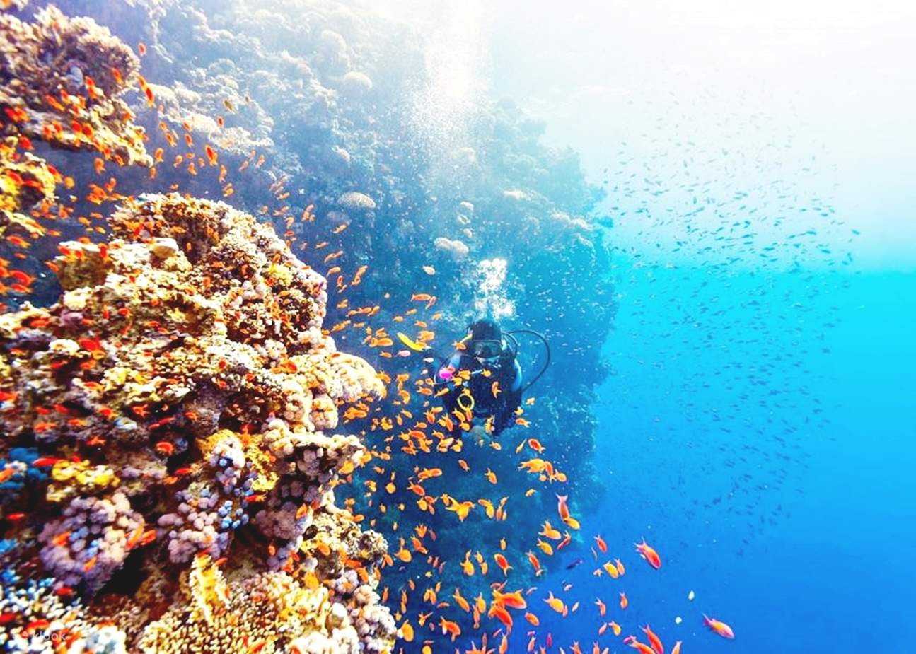 Ultimate Red Sea Adventure: Dolphin Watching, Snorkeling & Lunch ...