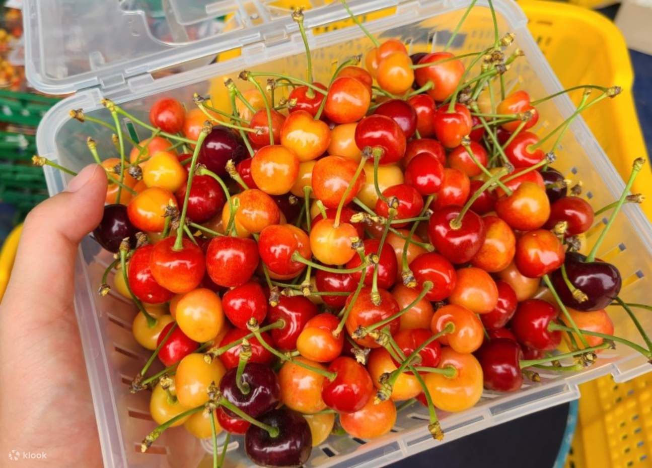 Gyeongju Cherry Farm Tour From Busan - Klook États-Unis