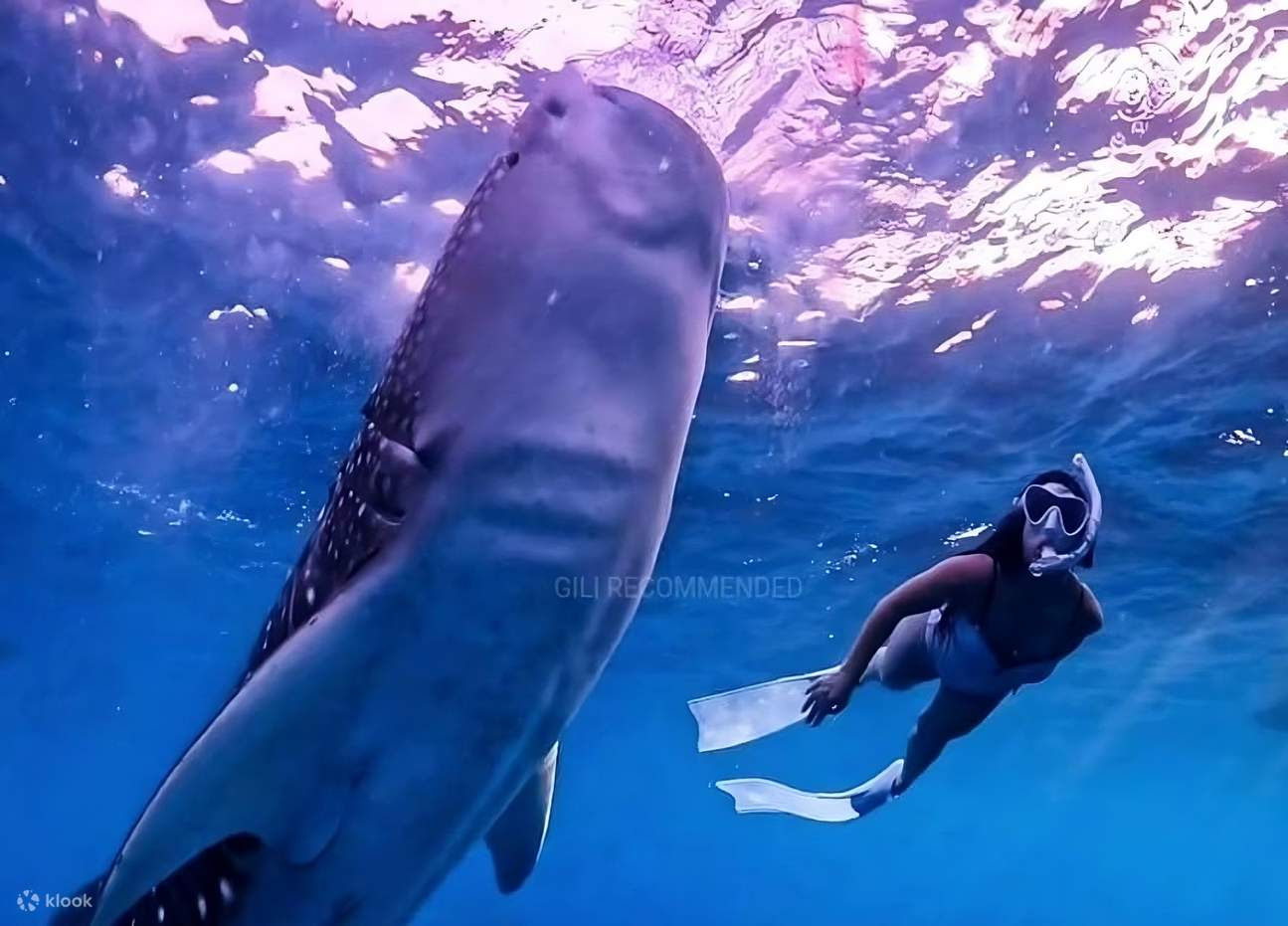 2D1N Sumbawa Whale Sharks Watching Sharing Tour From Lombok - Klook ...