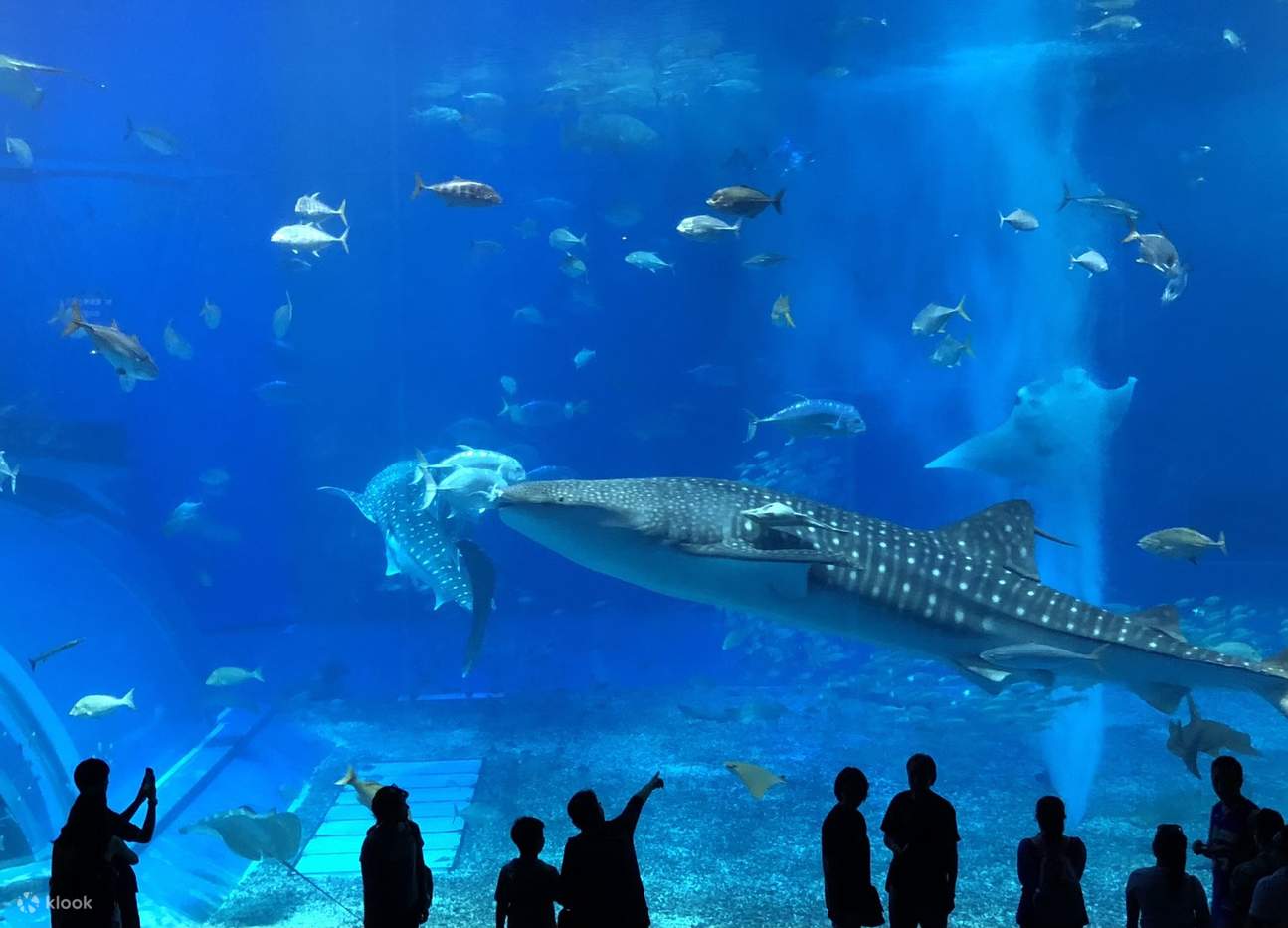 North Okinawa, Okinawa churaumi aquarium, and Cape Manzamo Join In Bus ...