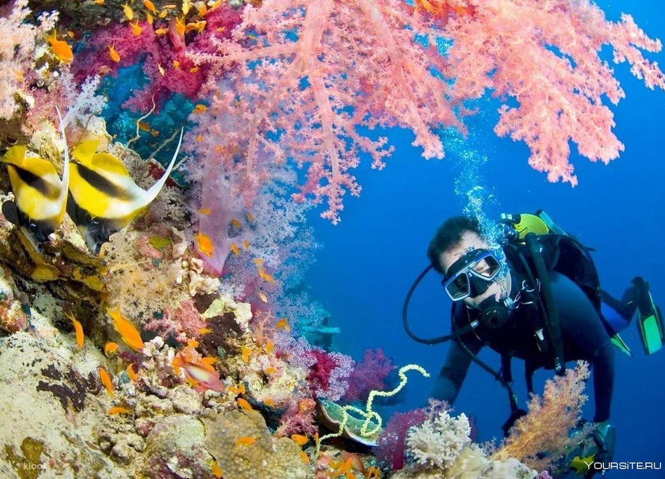 Menyelam Scuba Kemer dengan Makan Siang BBQ & Transfer dari Belek ...