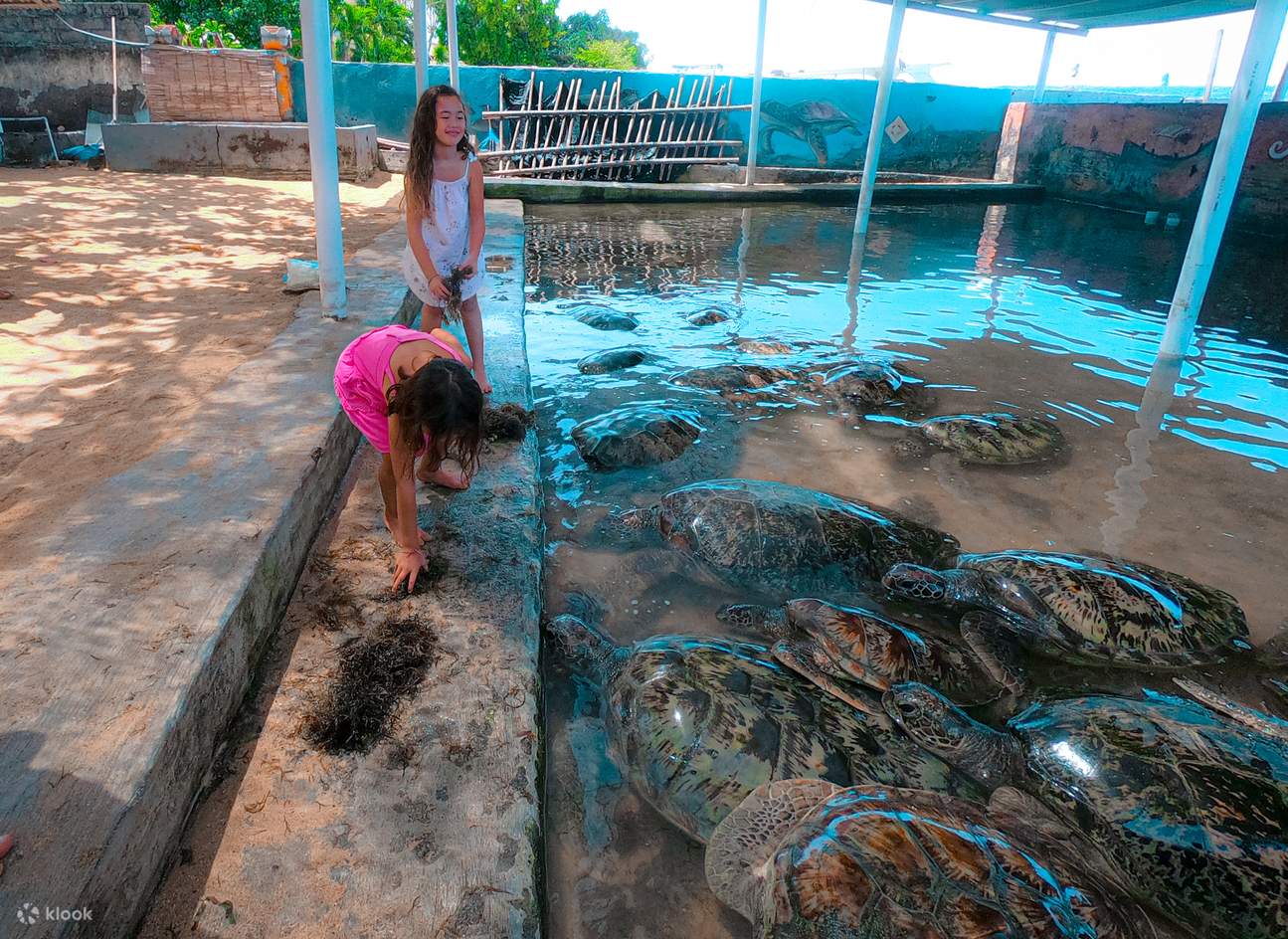Turtle Island, Glass Bottom Boat and Mangrove Cruise by JTB Indonesia - Klook