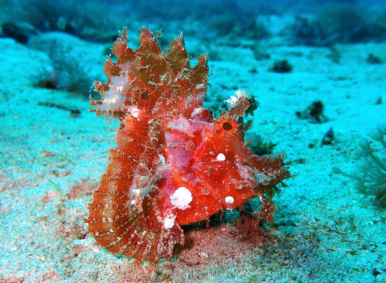 Learn PADI Enriched Air Diver [eLearning] in Mindoro | PADI 5 Star Dive ...