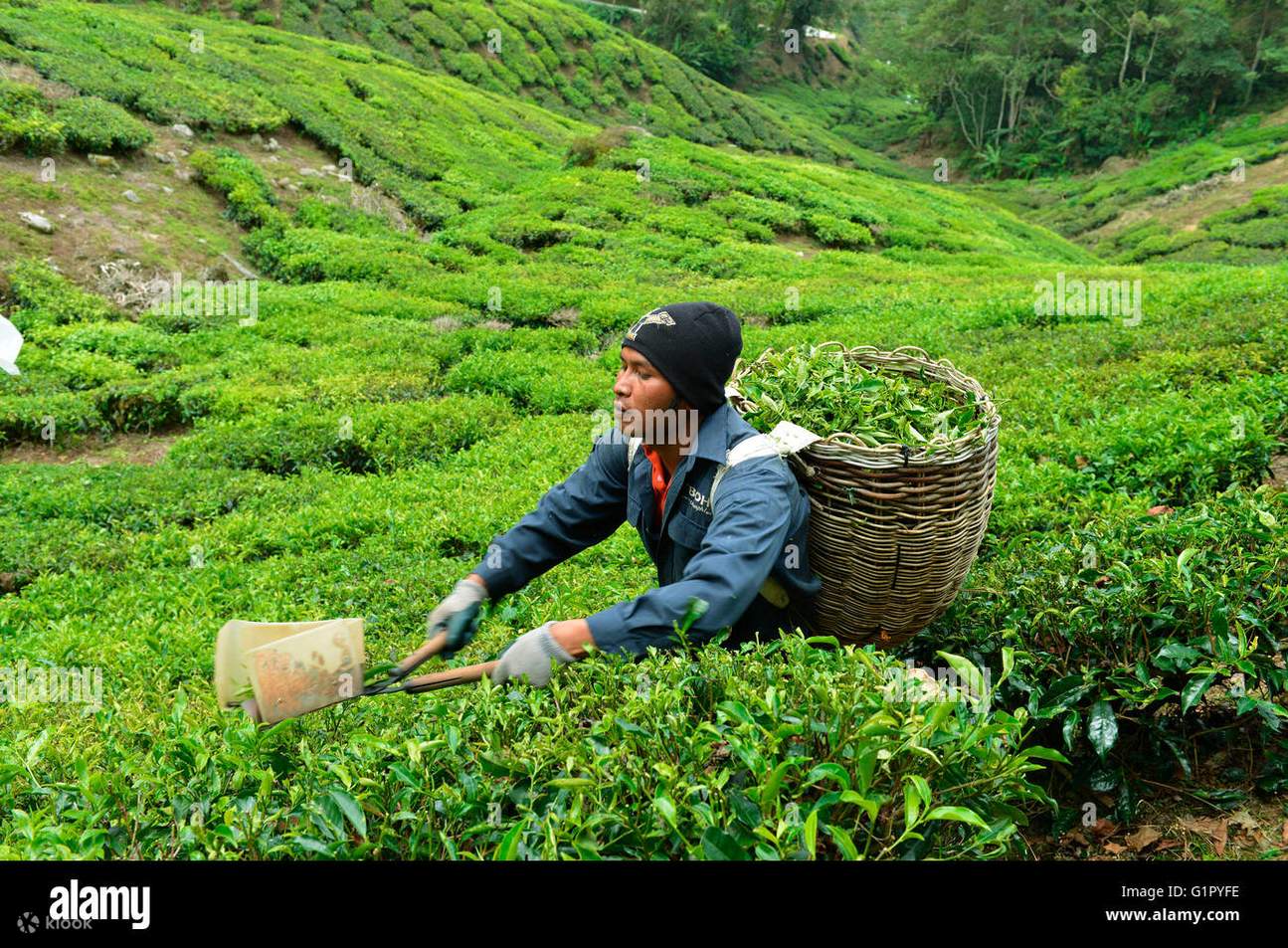 PRIVATE CAMERON HIGHLANDS DAY TOUR FROM KUALA LUMPUR - Klook United States