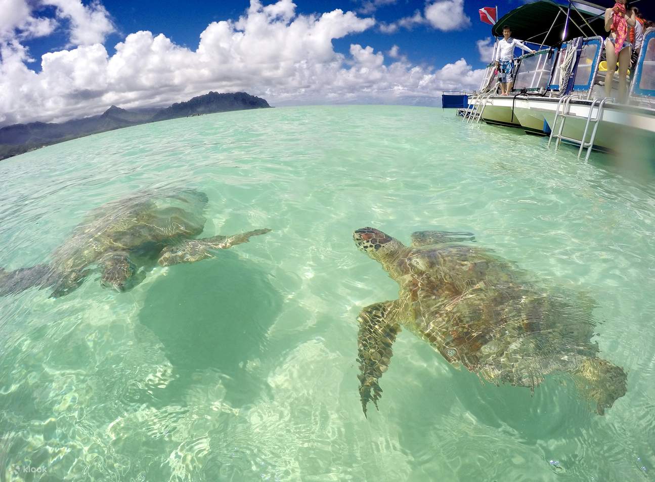 Kane'ohe Bay Sandbar Turtle Watching & Snorkeling Tour - Klook