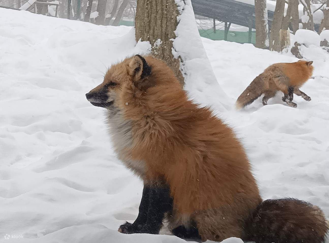 Zao Fox village 1Day Bus Tour with Strawberry picking - Klook United States