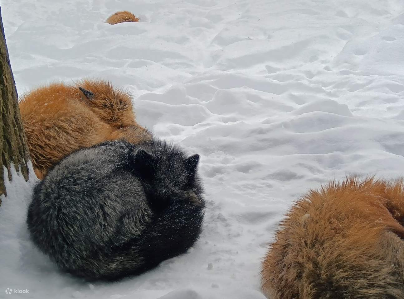 Zao Fox village 1Day Bus Tour with Strawberry picking - Klook United States