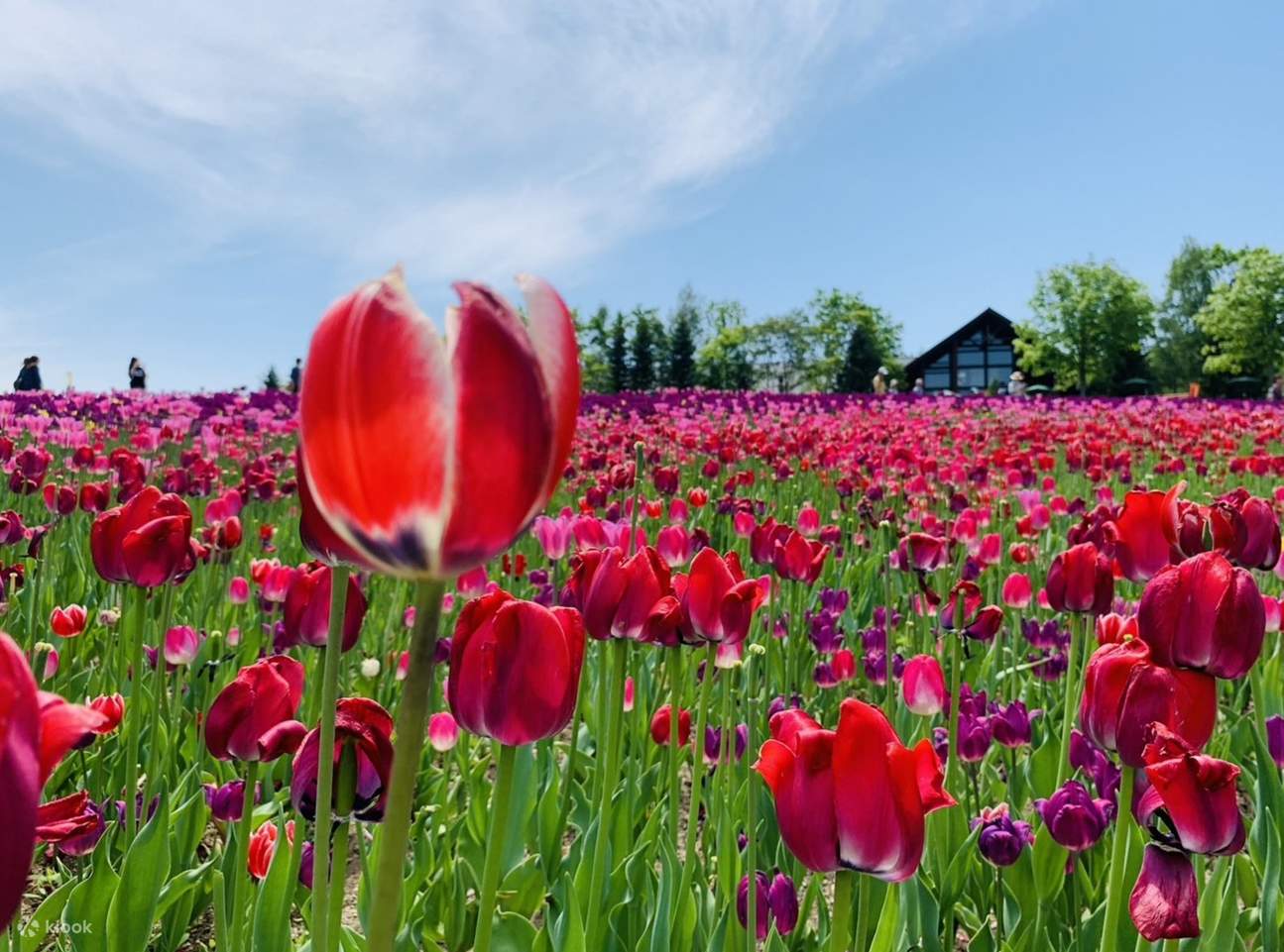 Hokkaido Shibazakura & Tulip Gardens One-Day Tour: Niseko & Mount Yotei ...