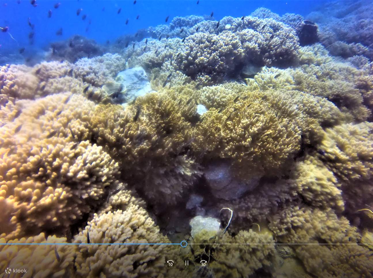 Full-Day Dive Trip in Koh Chang with PADI 5 Star Dive Center | Explore ...