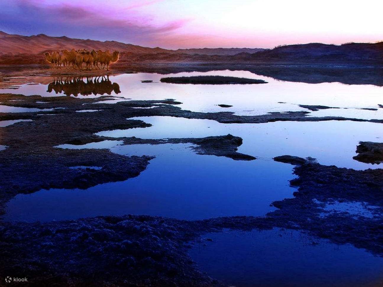 Tengger Swan Lake Ticket in Inner Mongolia - Klook Estados Unidos