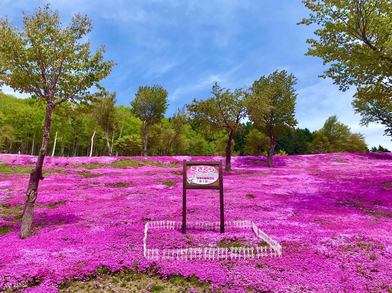 Hokkaido: Shibazakura - Takinoue Park + 1.2 Million Tulip Park One-Day ...