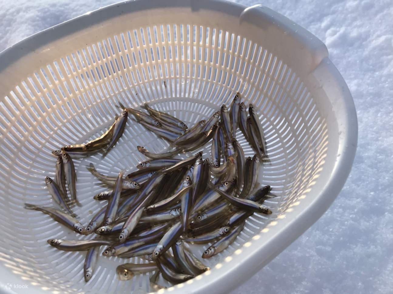 Wakasagi fishing, mid-winter strawberry picking, ROYCE' factory tour ...