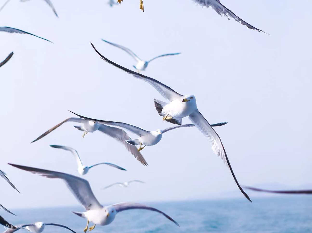 Hokkaido Otaru Cape Kamui Summer Scenery: Cape Kamui + Blue Cave ...