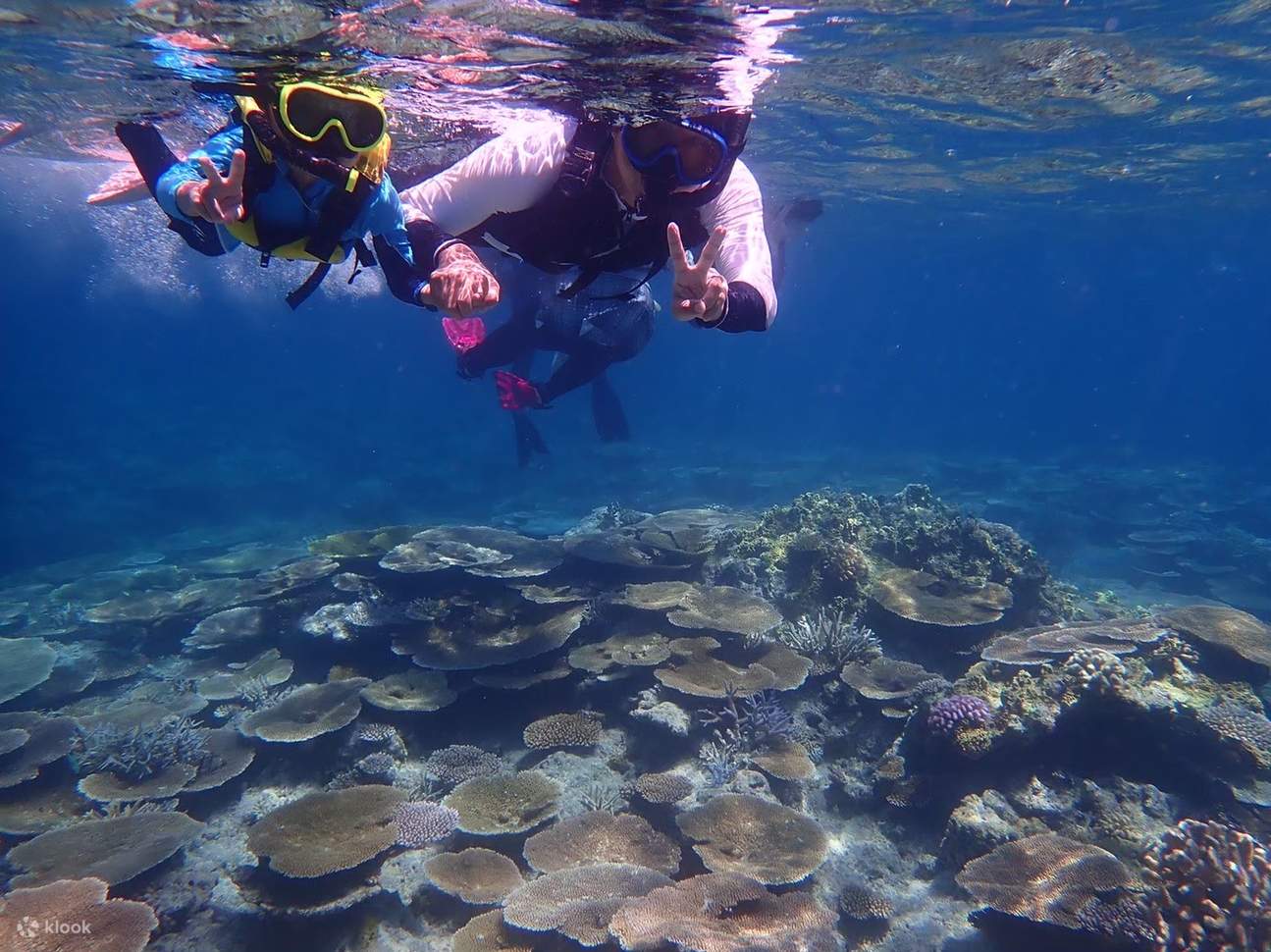 Iriomote Island Barasu Island Snorkeling & Mangrove SUP or Canoe 1-Day ...