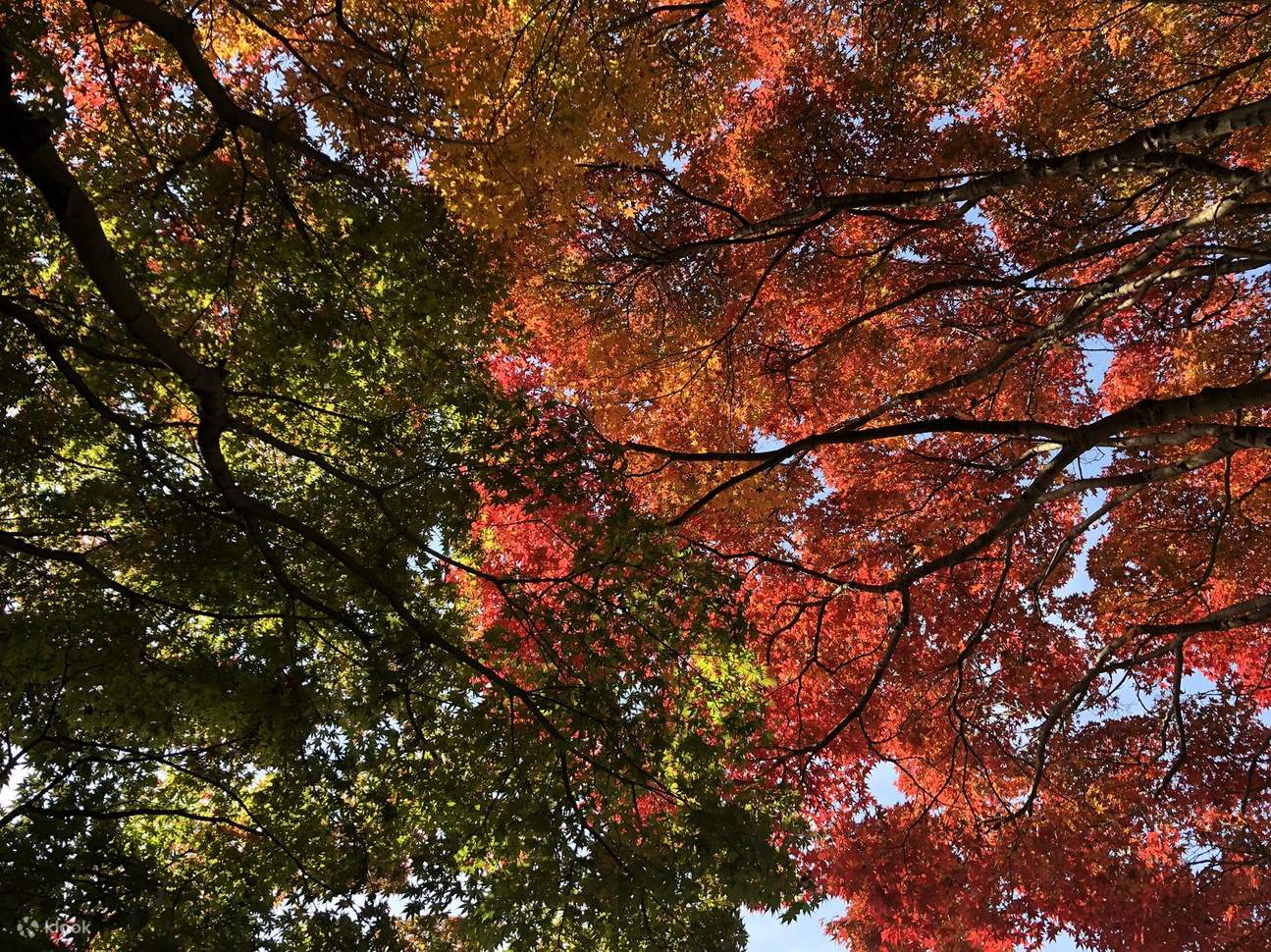 Beppu & Yufuin day trip - Klook