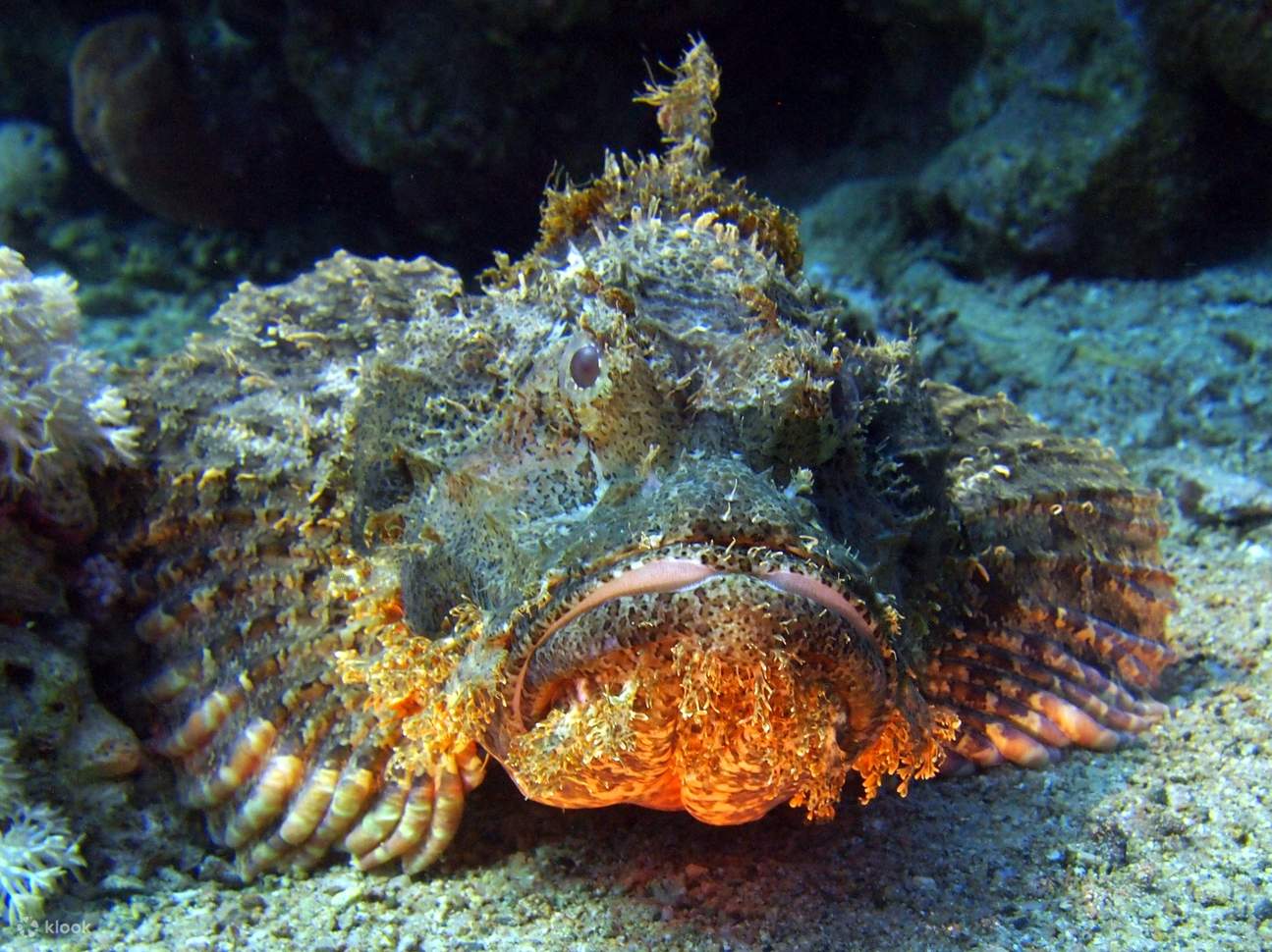 Red sea adventure - Klook Malaysia