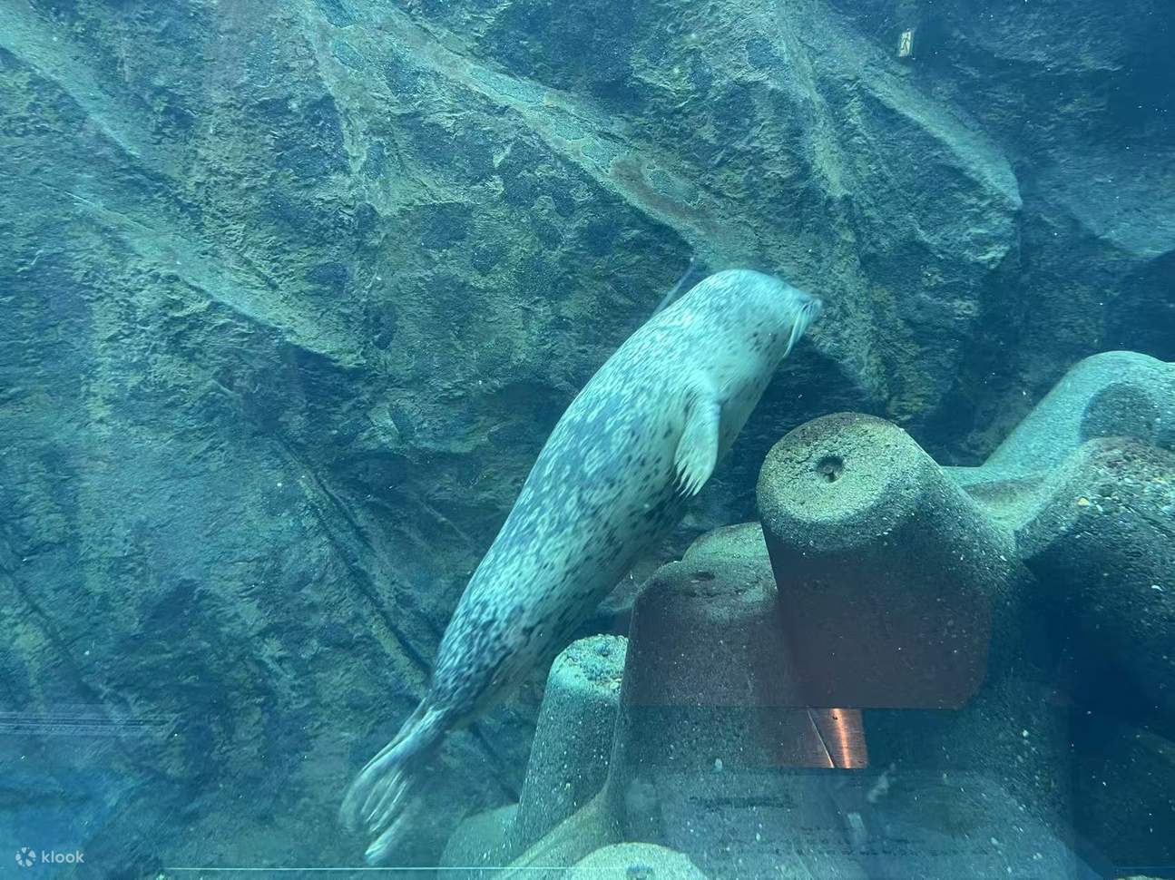 Lawatan sehari ke Asahiyama Zoo + Pokok Krismas + Shikisai-no-oka (atau ...